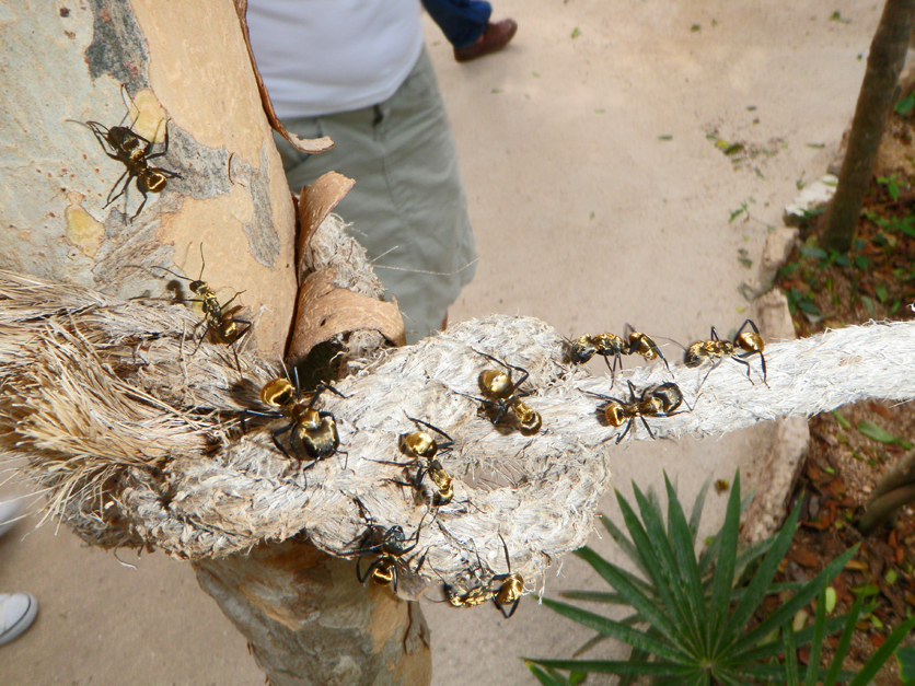 Xel-Ha Eco Park Tiger Ants ⋆ Shawna Coronado