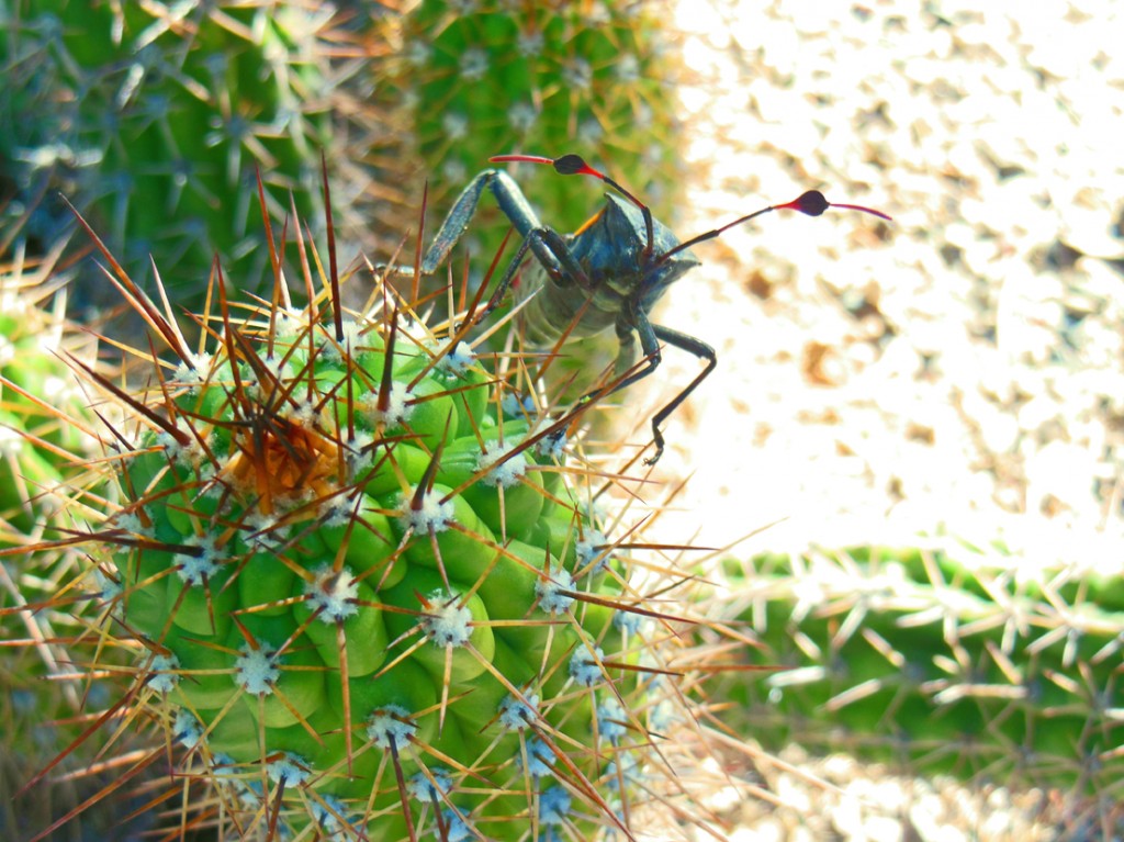 Best photos - Huge bug in Tucson ⋆ Shawna Coronado