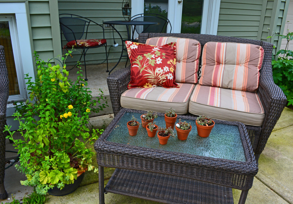 Cocktail Herb Garden: How To Build | shawnacoronado