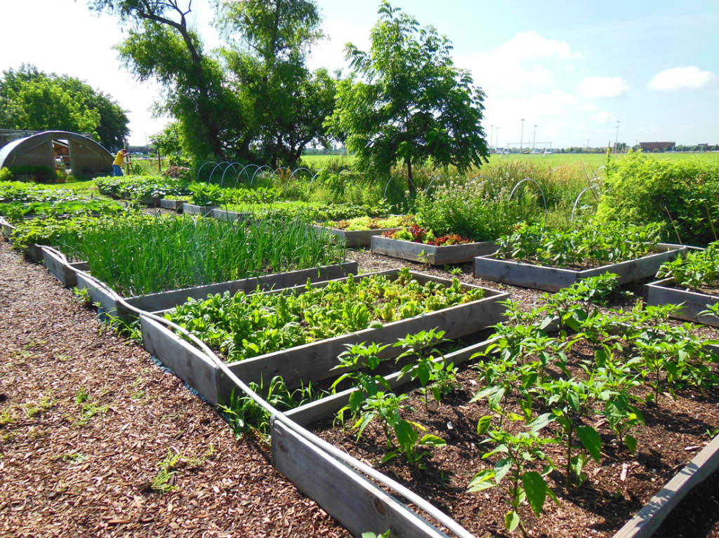 Organic Vegetables : Food Pantry Garden Growing Love in Oswego