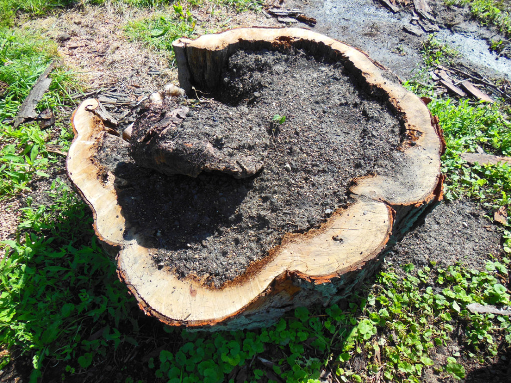 Stump Planters : Garden Containers | shawnacoronado