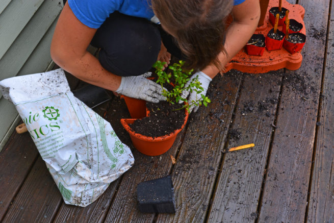 How to Plant a Garden Post Vertical Garden