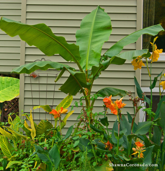 Grow a Banana Plant in the North for a Fun Tropical Garden