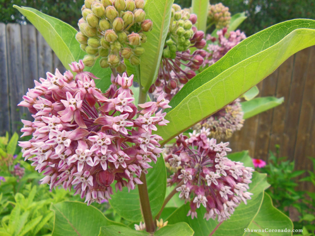 Plant Milkweed for the Monarchs