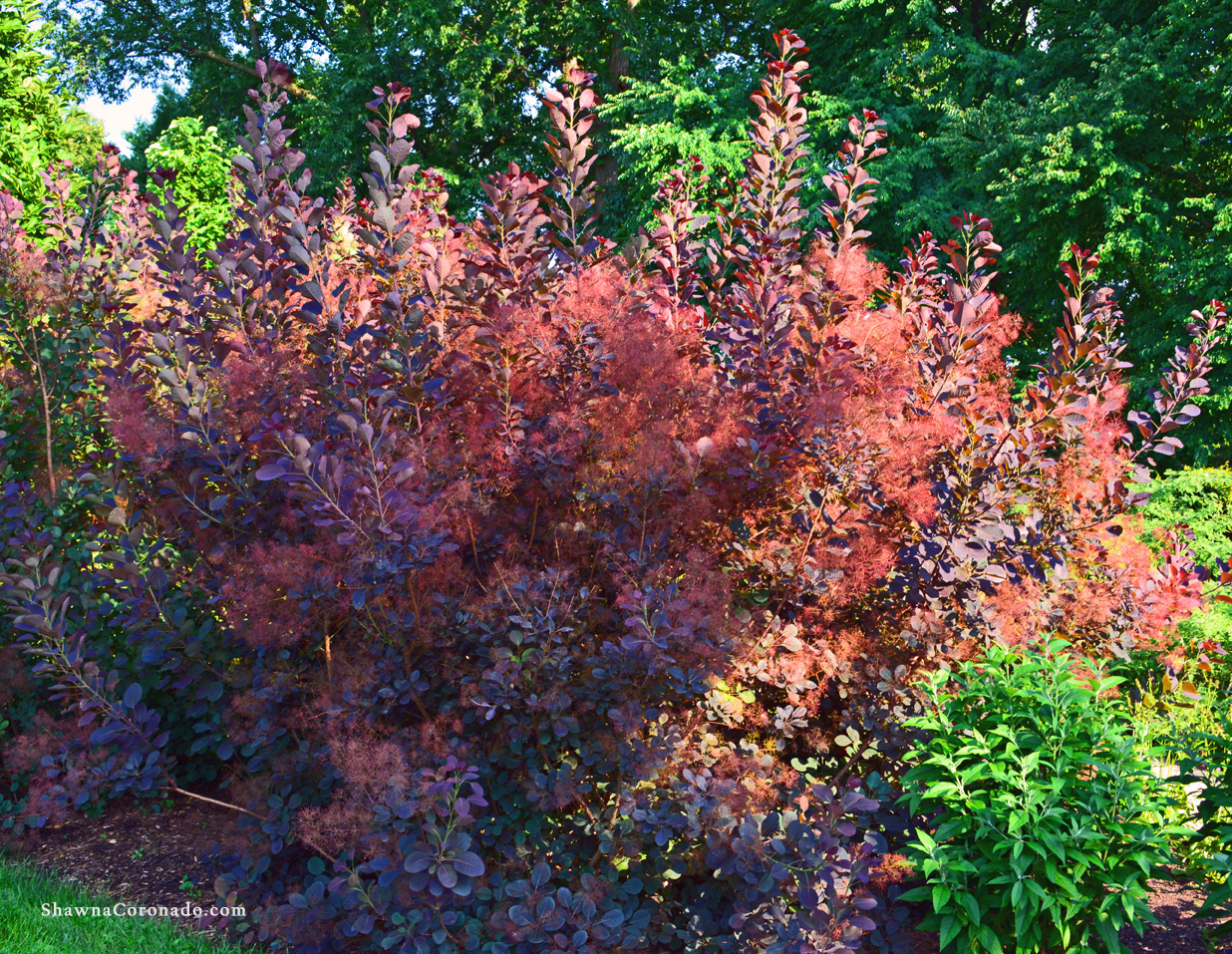 How to Grow a Smoketree Shrub