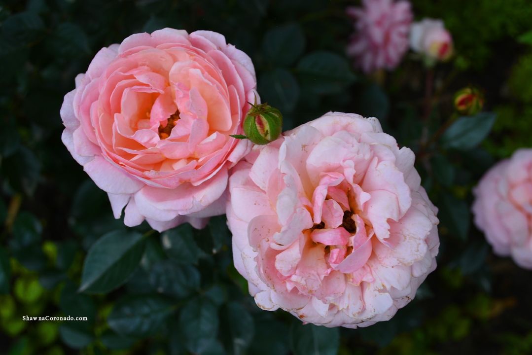 Easy Elegance® Fall Rose Maintenance Tips