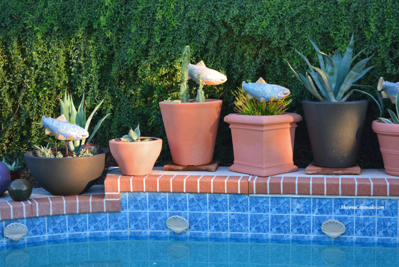 Cactus and Succulents by Pool in Container Gardens ⋆ Shawna Coronado