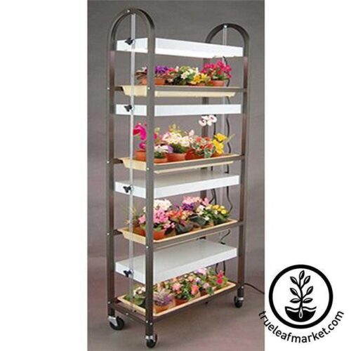 Indoor Vegetable Gardening Guide for Beginners