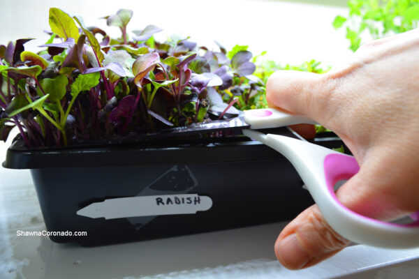 How to Harvest Microgreens