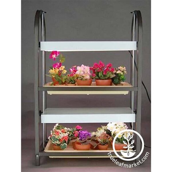 Indoor Vegetable Gardening Guide for Beginners