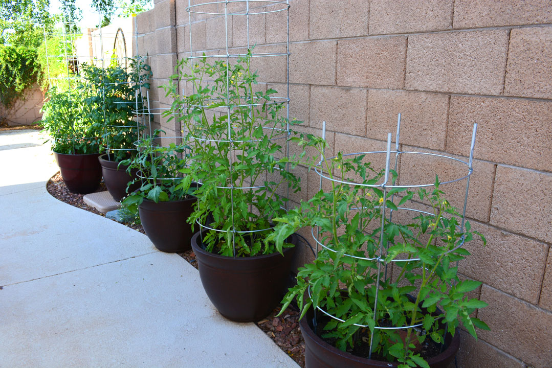 The Best Tomato Cages I Have Ever Used ⋆ Shawna Coronado