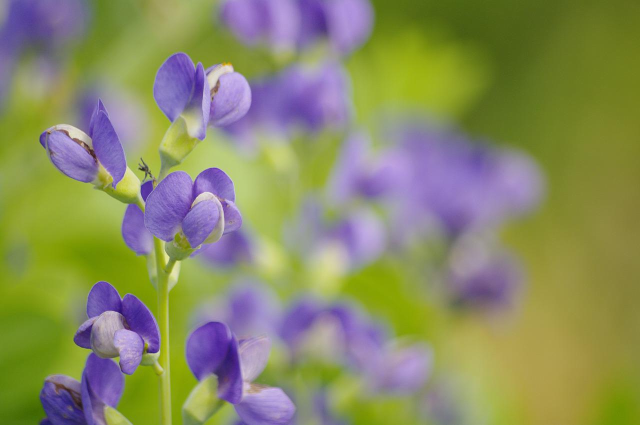 Baptisia Australis - False Indigo is a Garden Rattlesnake
